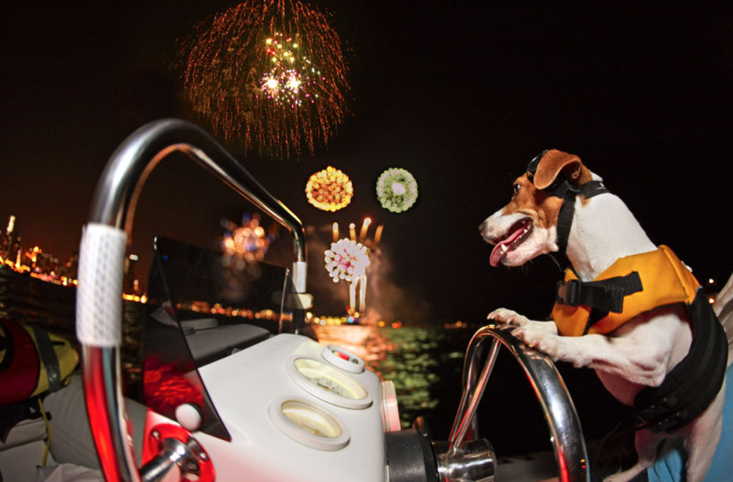 Jack Russell Terrier, Duma, is a Famous Water Skiing Puppy