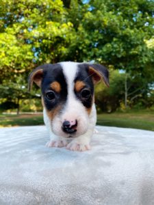 Our Jack Russell Puppies For Sale | Jack Russell Breeders