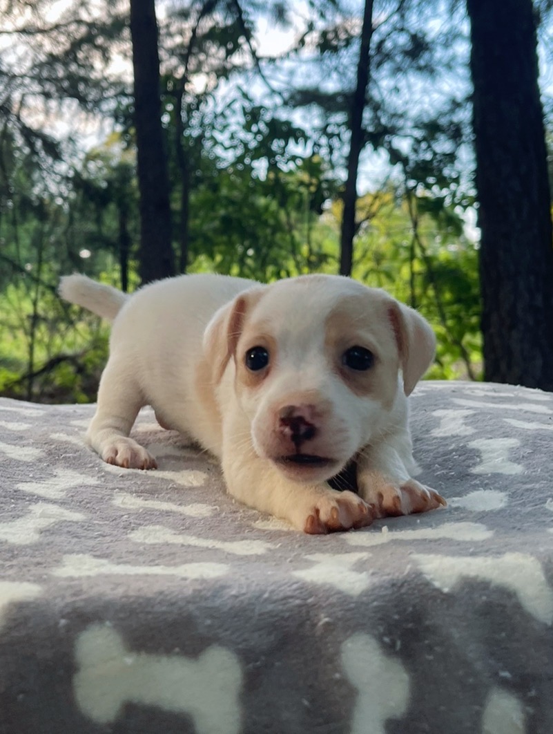 Meet Piper | Details of Our Puppies for Sale